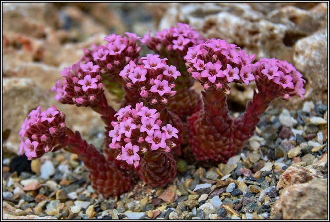 Orpin debout - Sedum pilosum - Rare 'Plant' Seeds - Sedum erectum, Wall ...