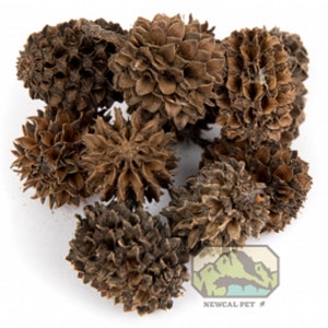 Casuarina Cones - 10 Pack - Pine Tree Species for Casuarinacaea Family ...