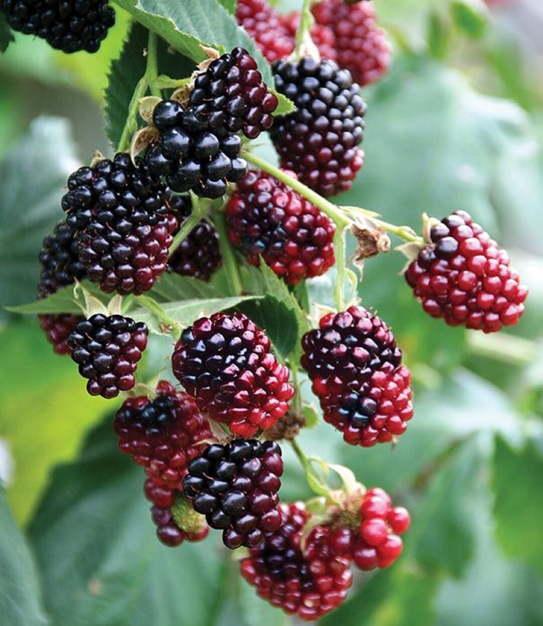 Boysenberry - Rubus Ssp. - Rare 'fruit' Seeds - Boysenberry Bush, Black ...
