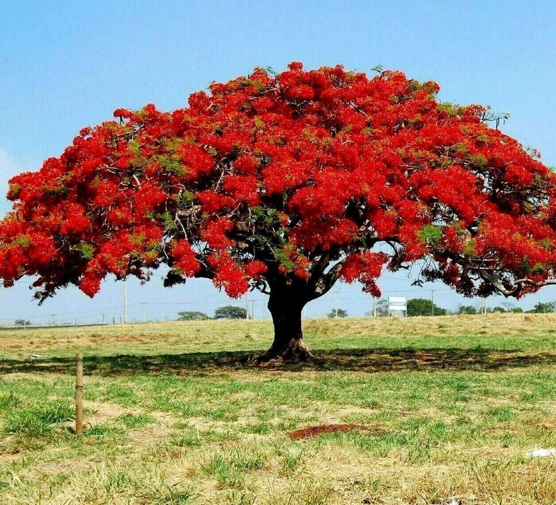 Arbre flamboyant flamboyant - Delonix regia - Graines de « plante ...