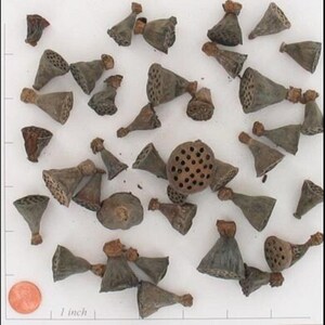 Mini Lotus Pods - Nelumbium Speciosum - Terrarium Decor - Natural Dried ...
