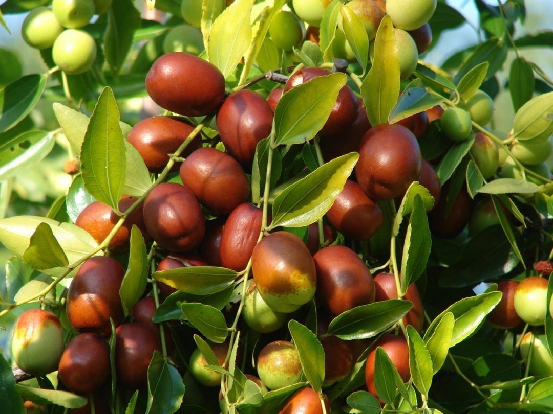 Buy Chinese Red Jujube Dates - Ziziphus Jujuba - Rare 'fruit' Seeds ...