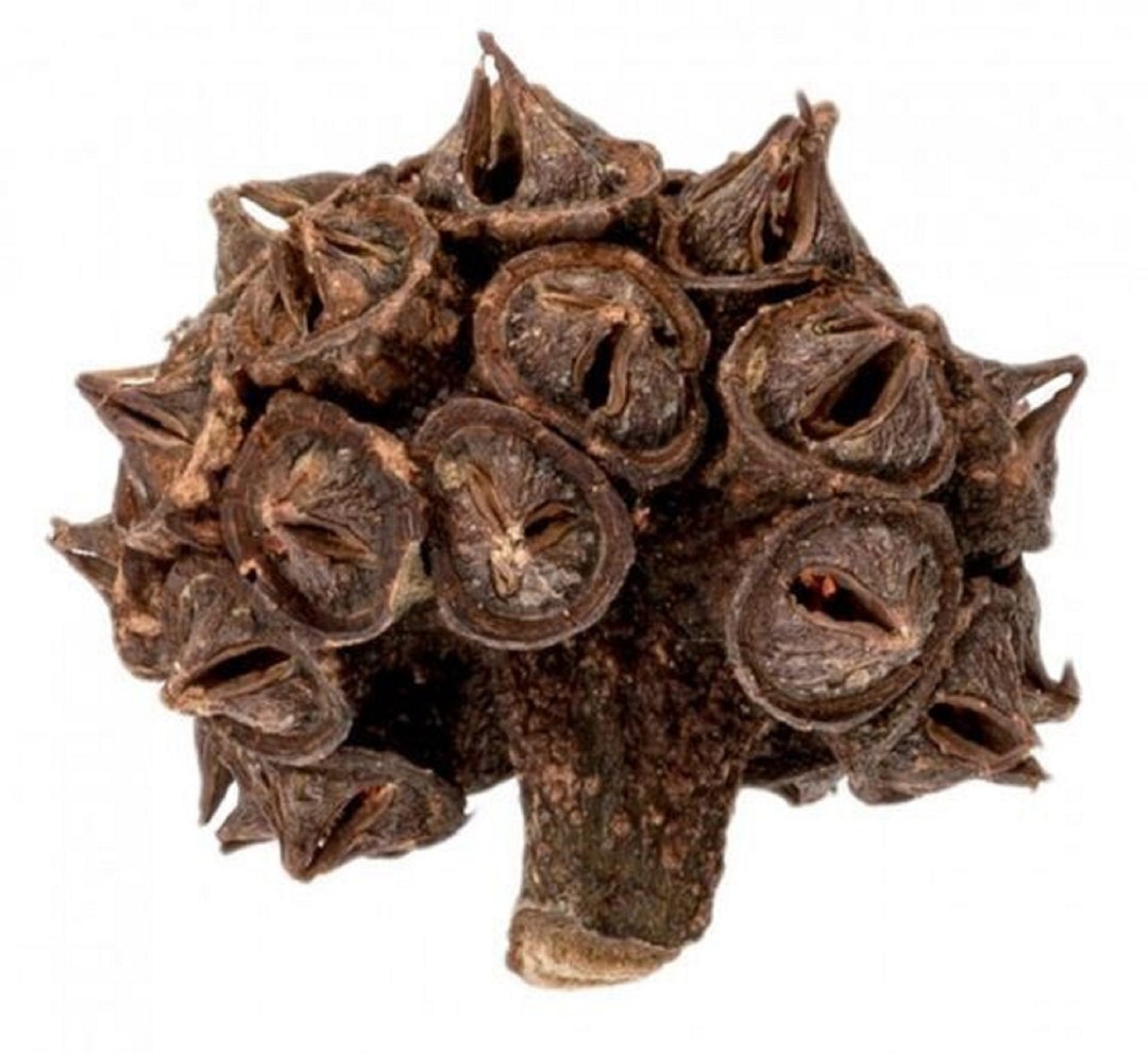 Eucalyptus Head - Eucalyptus Lehmannii - Limestone Marlock - Home ...
