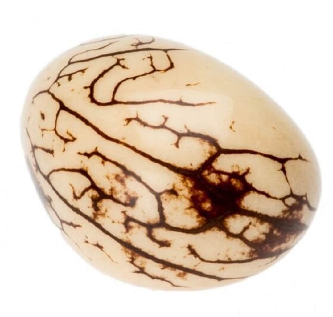 Tagua Pod - Palm Fruit - Spidergum Claw - Tagua Nuts Are Soft and Tasty ...