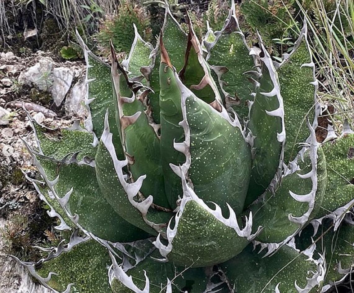 Shark Tooth Agave Agave Megalodonta Rare Succulent Species - Etsy India