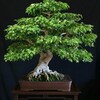 Wisdon Tree - Tree of Buddah - Ficus Religiosa - Rare 'bonsai Tree ...