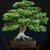 Wisdon Tree - Tree of Buddah - Ficus Religiosa - Rare 'bonsai Tree ...