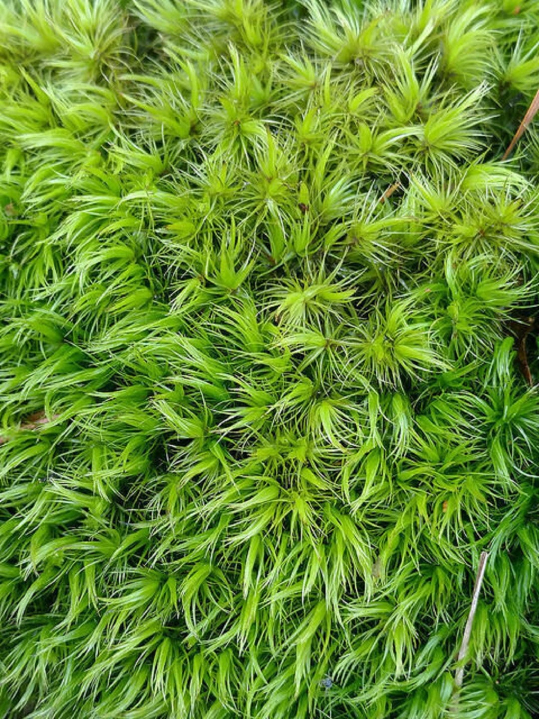 Live Broom Fork Moss - Dicranum Scoparium - Commonly Known as Broom ...
