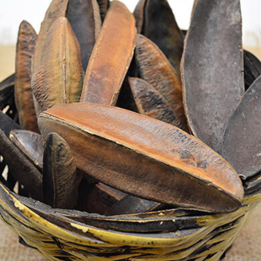 Triangle Pods - Euphorbia Antiquorum - Surfboard Shaped Dried Pods ...