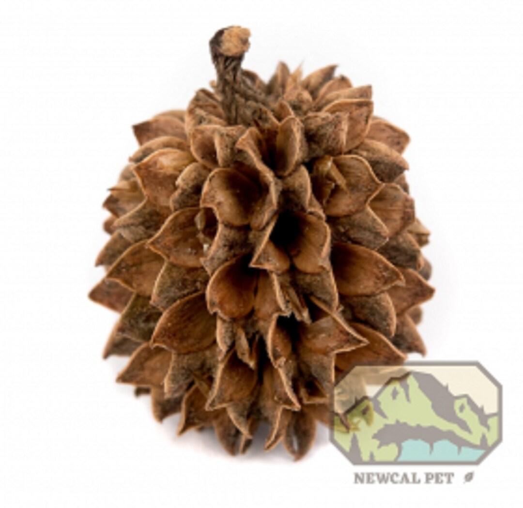 Casuarina Cones - 10 Pack - Pine Tree Species for Casuarinacaea Family ...