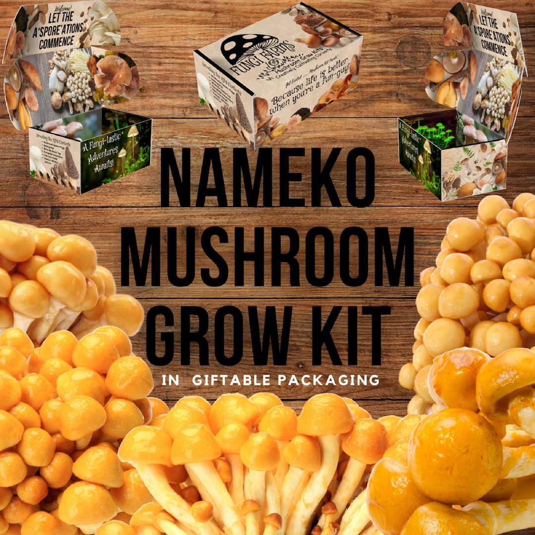 Nameko Mushroom Growing Kit - Pholiota Nameko - DIY Spawn Spore Plugs ...