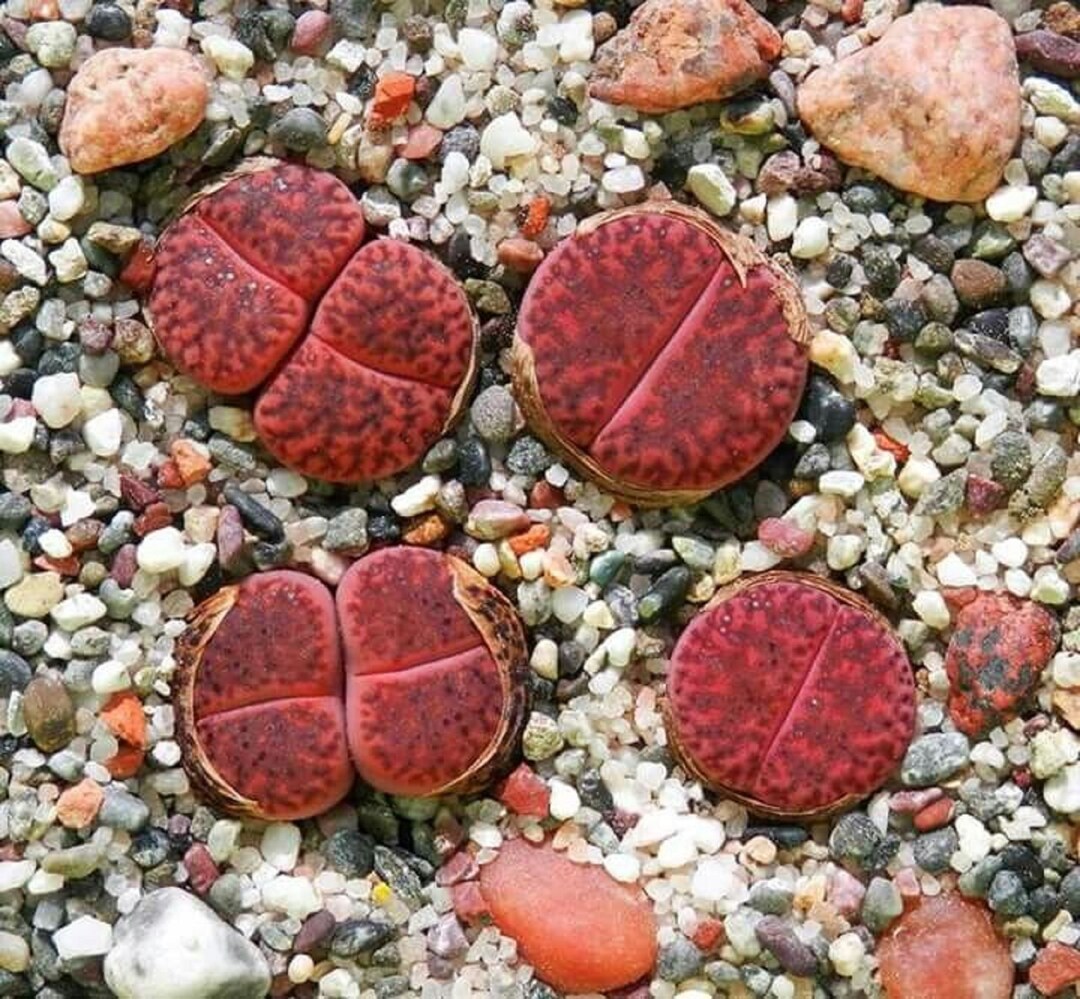 Ember Lithops - Lithops Glaudinae 'embers' - Rare 'succulent' Seeds ...