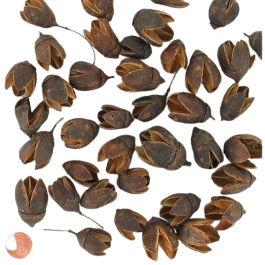 Bakuli Pod - Lagerseromeia Parviflora Seed Pod - Terrarium Decor ...