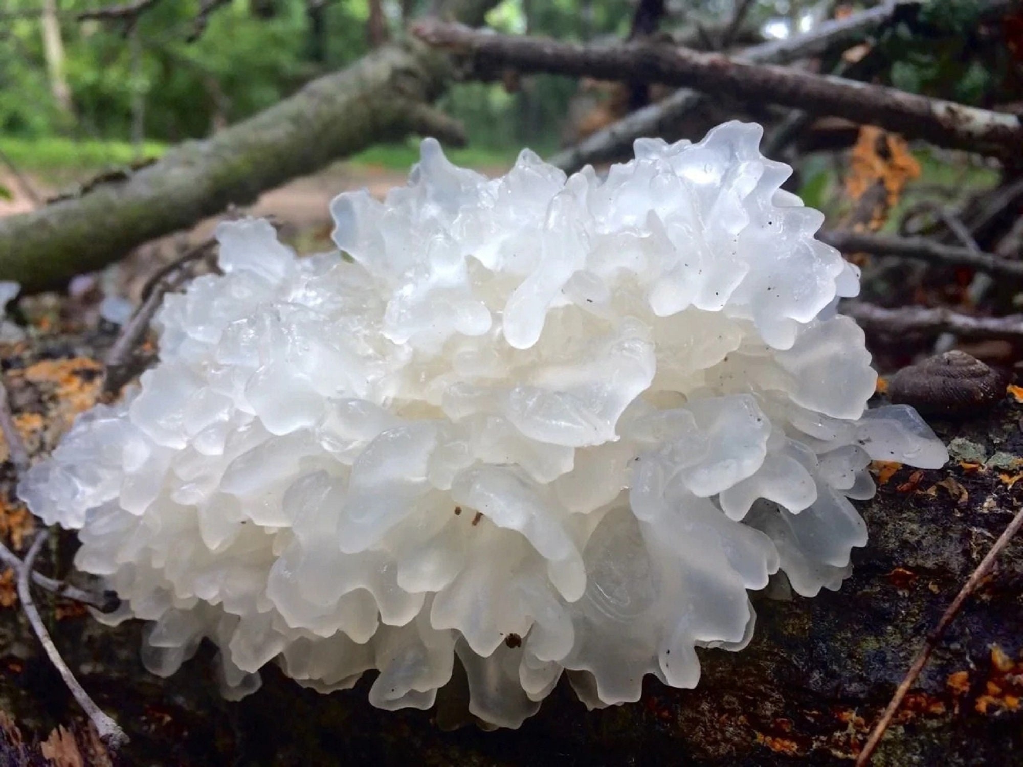 Snow Fungus Mushroom Growing Kit - Tremella Fuciformis - DIY Spawn ...