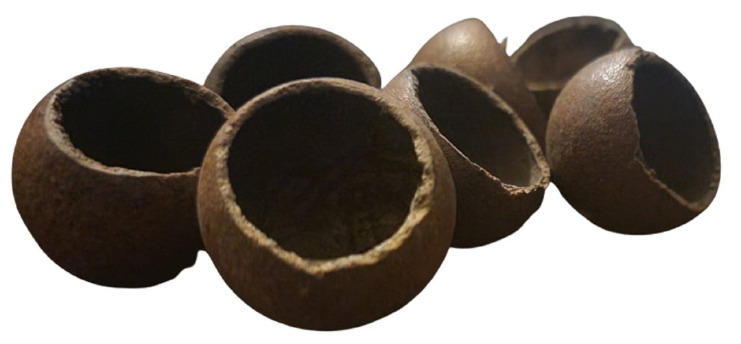 Kuchila Pods - Strychnos Nux-vomica - Hiding Spots for Gecko, Spiders ...