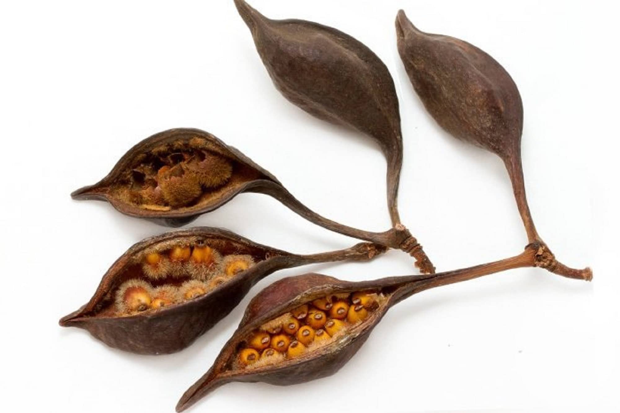 Brachy Pod Brachychiton Populneus Tree Seed Pods Terrarium and Vivarium ...