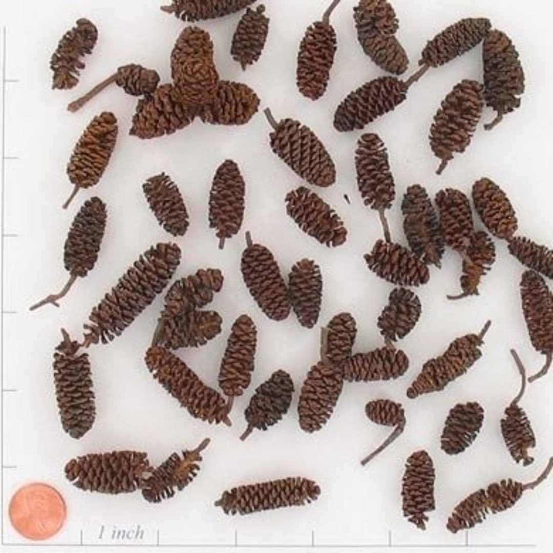 Black Alder Cones - Cones With Tannins for Eggs,tadpoles Protection ...