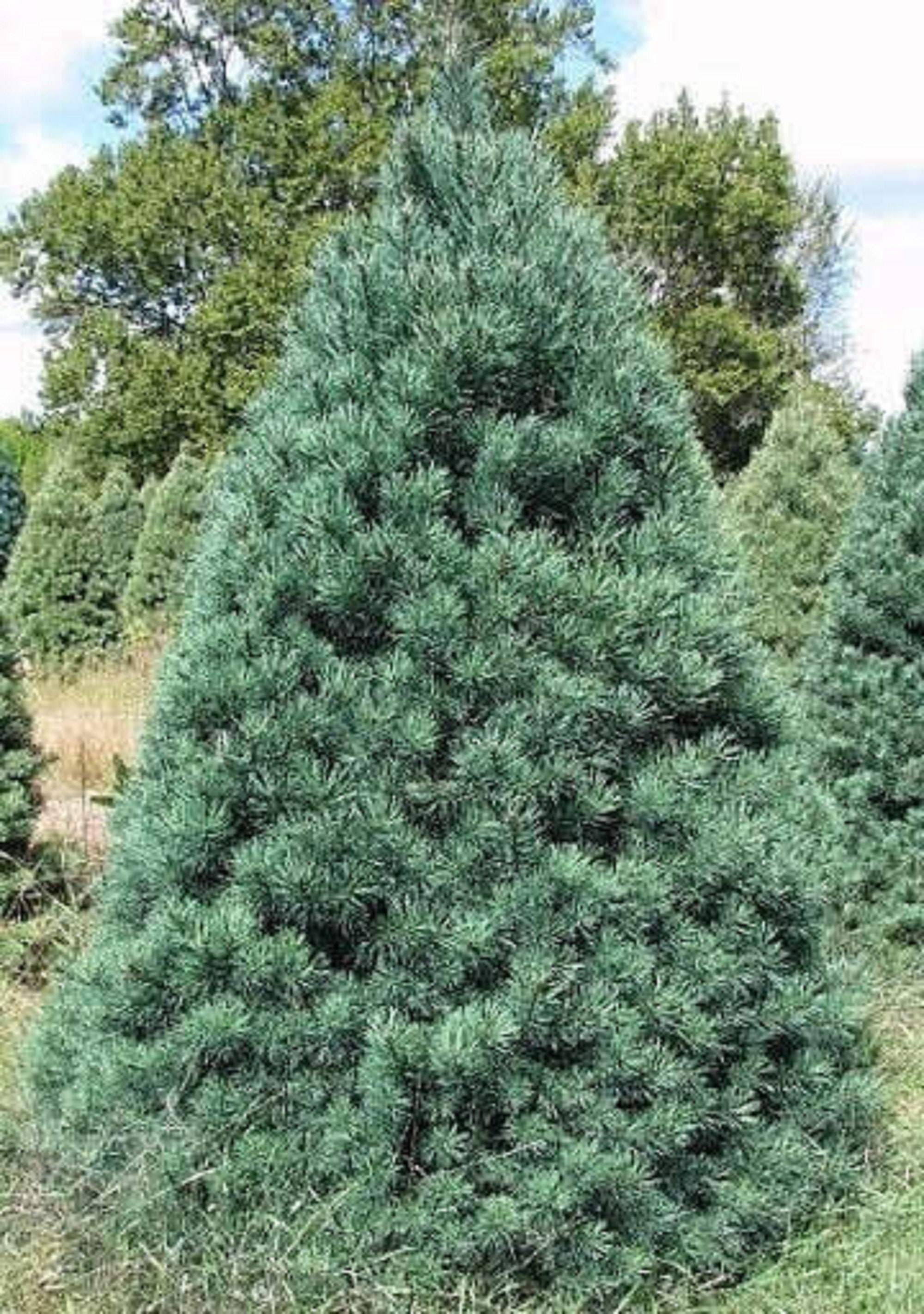 Scotch Pine Tree / Scots Pine Tree - Pinus Sylvestris - Christmas Trees ...