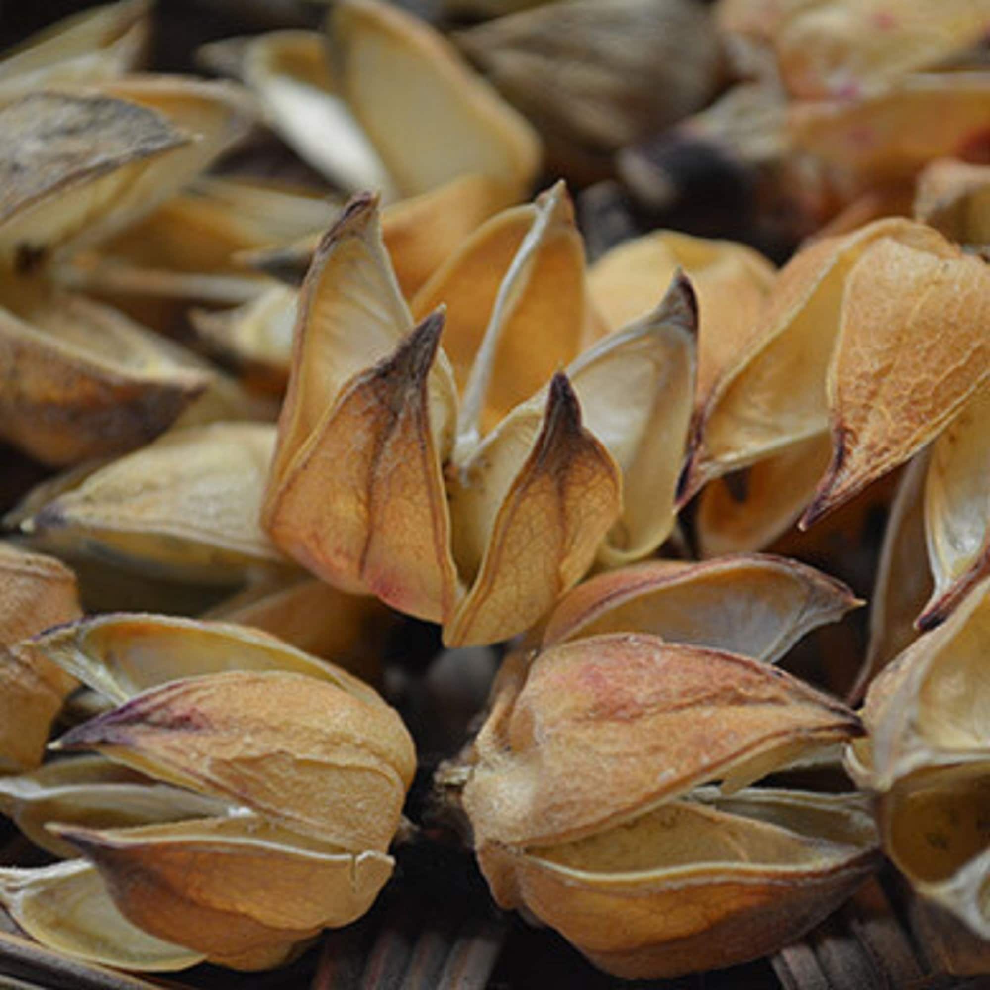 Hibiscus Pod - Hibiscus Sabdariffa - Brown and Dry Hibiscus Seeds ...