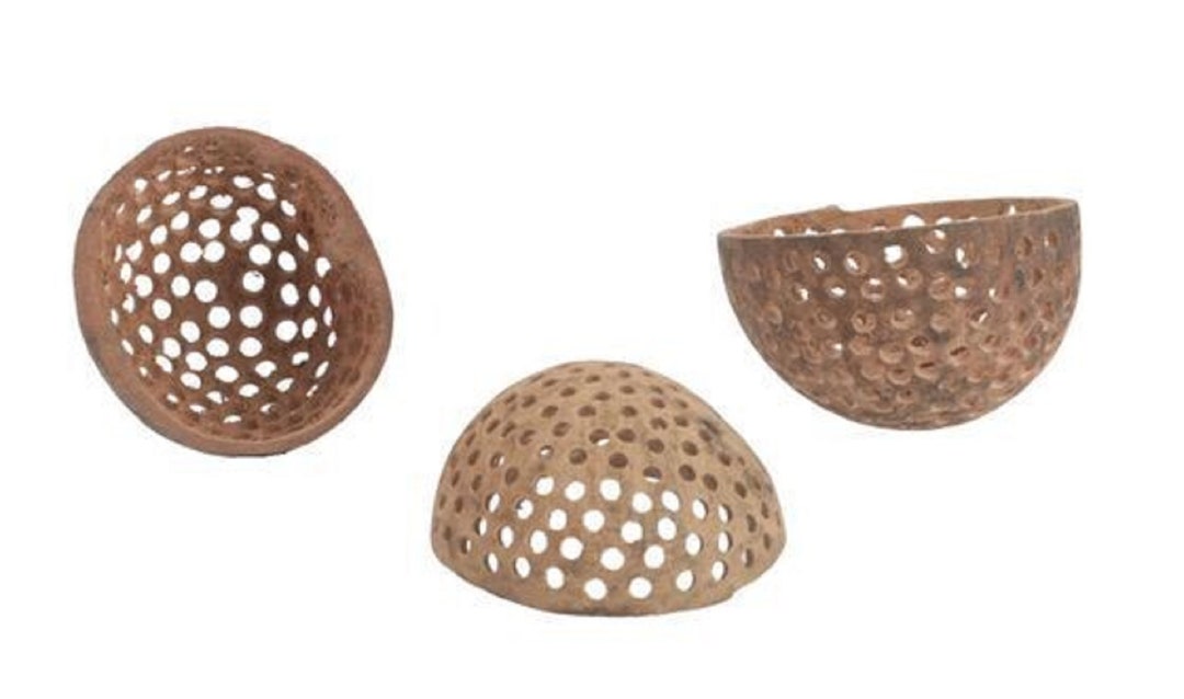 Perforated Bell Cup - Fruit Pod of Almond Tree - Natural Terrarium ...