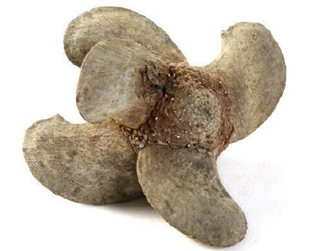 Propeller Pod - Banksia Candolleana - Australia Origin - Cones With ...