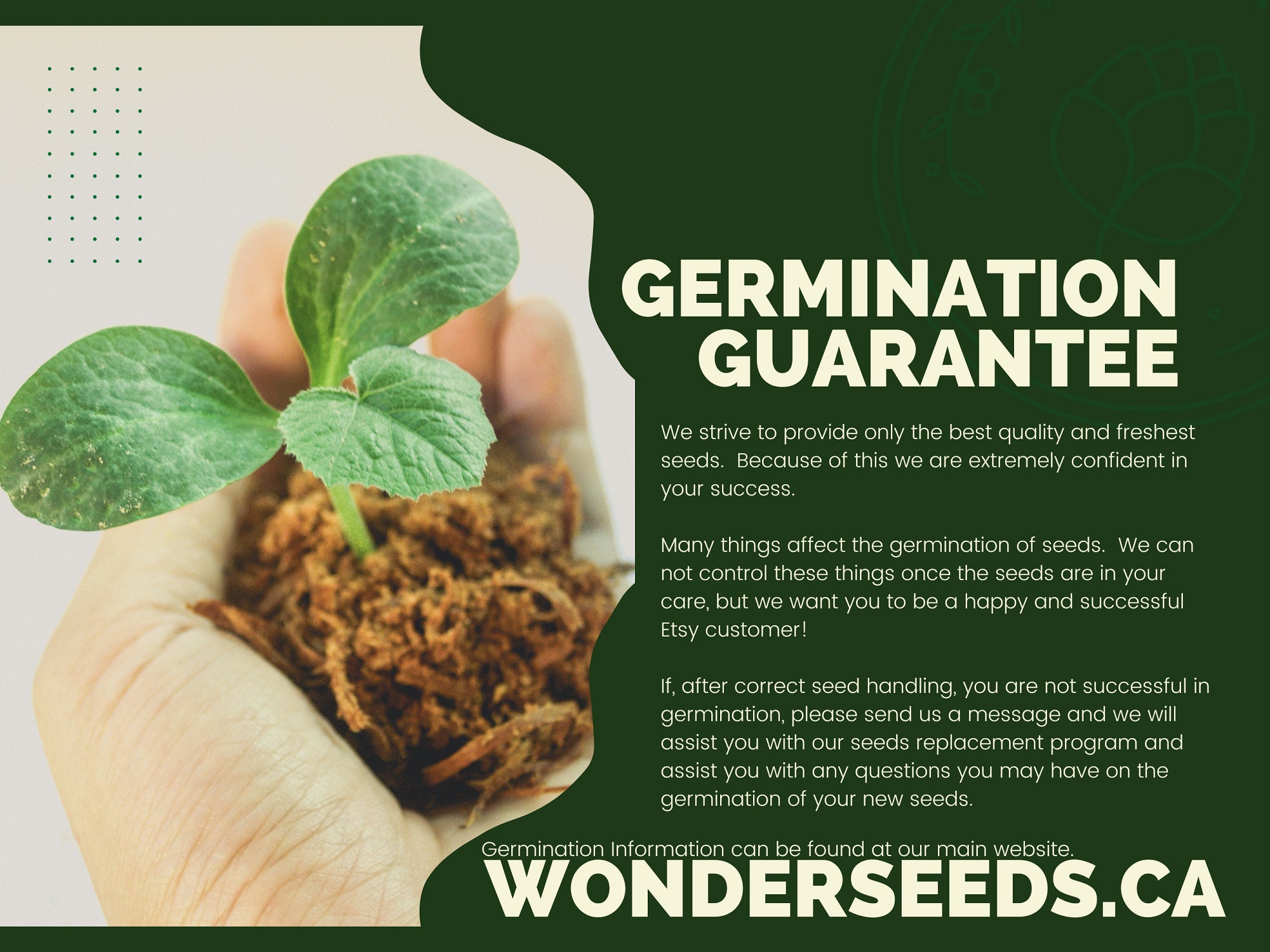 Vampire Lily Dracunculus Vulgaris Rare 'plants' Seeds Dracula Lily ...