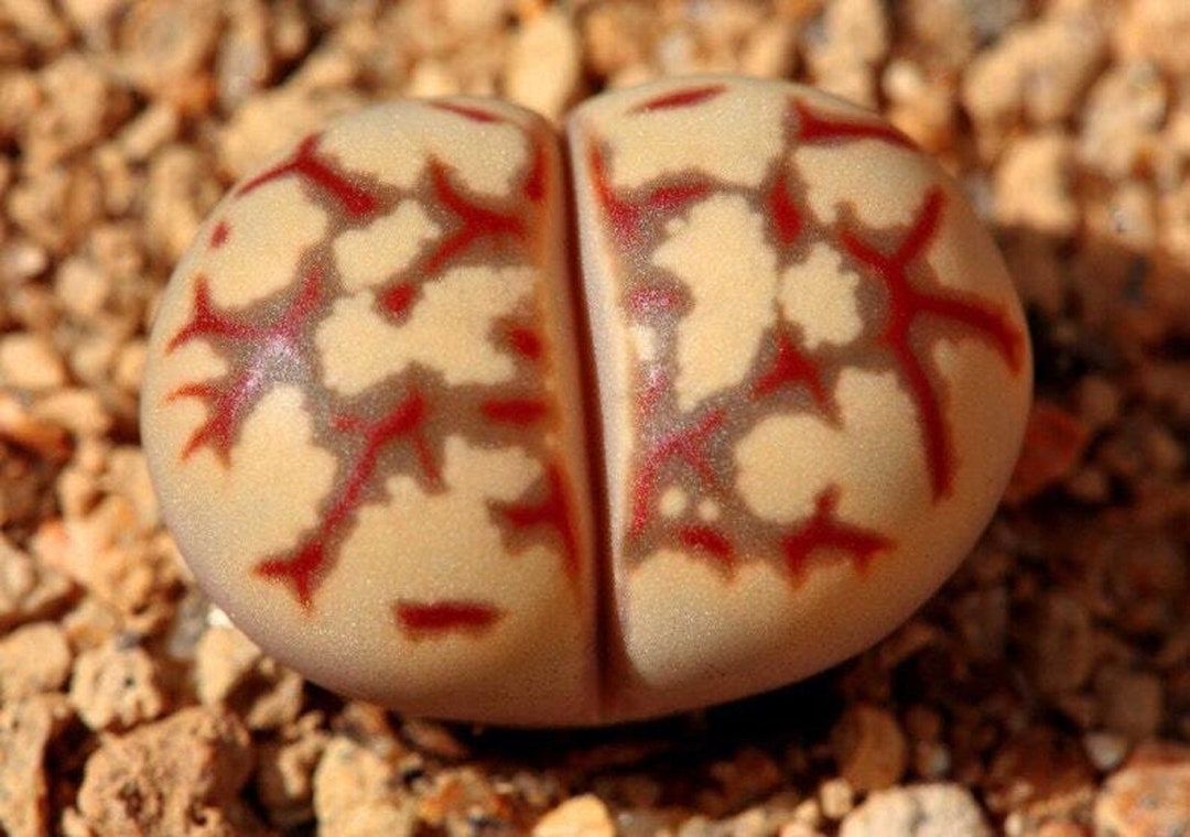Red Brain Lithops Lithops Dorotheae Rare 'succulent' Seeds Red Lithopsa ...
