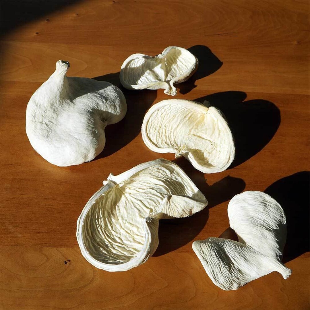 Badam Pods Bleached - Fruit Pod of Almond Tree - Terrarium Decor ...