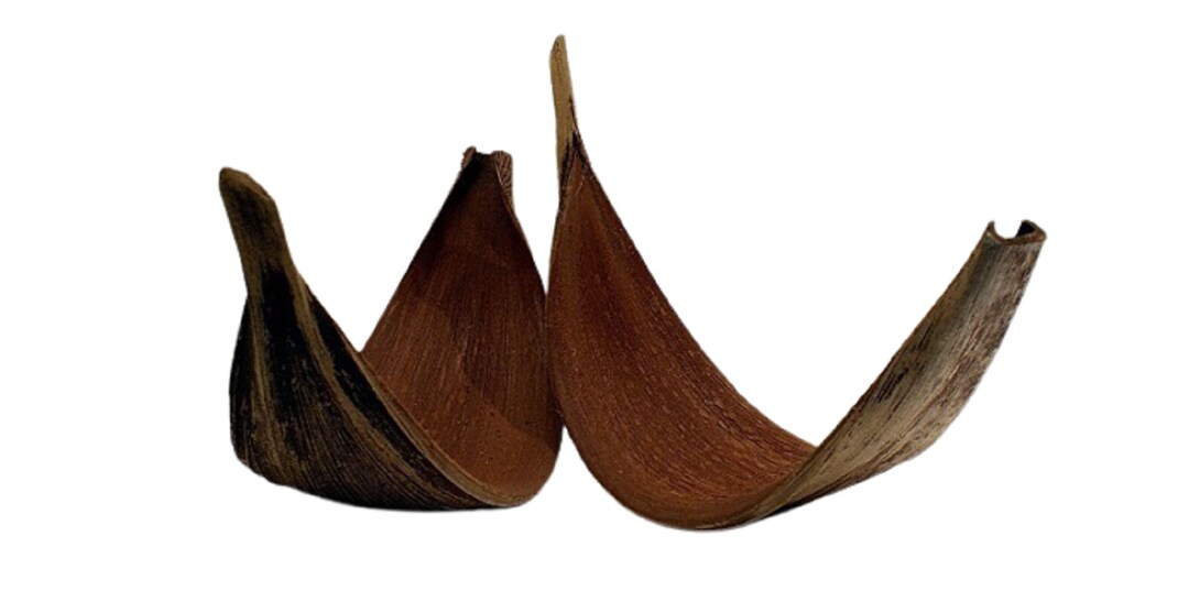Coco Dish 22-24' - Coconut Pod Peelings - Stunning Show Piece - Think ...