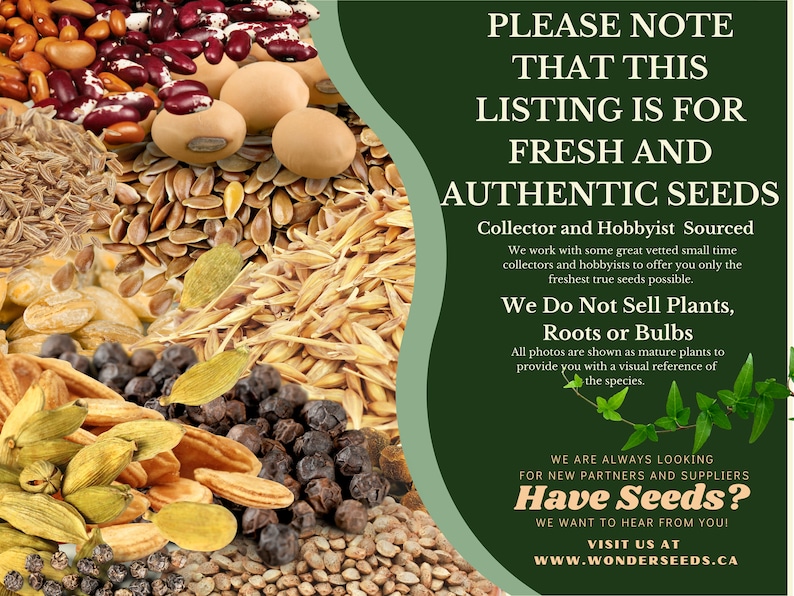 Vampire Lily Dracunculus Vulgaris Rare 'plants' Seeds Dracula Lily ...