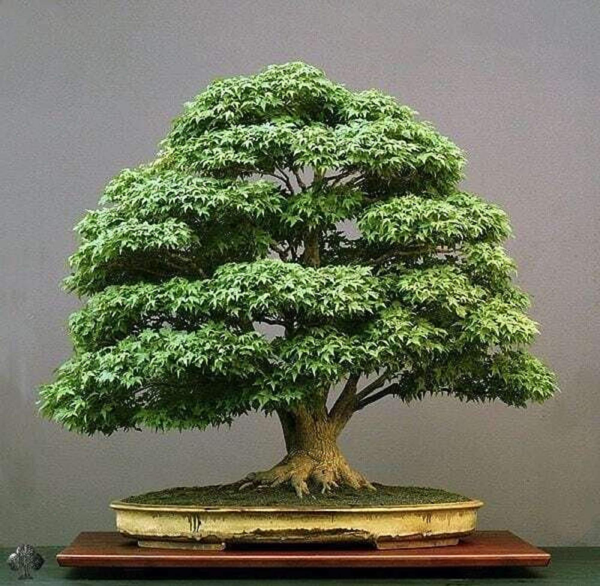 Oak Bonsai Tree