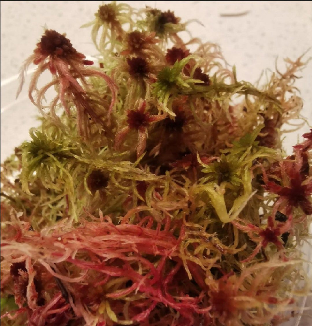 Live Mix Sphagnum Moss - Sphagnum Sp - Perfect Mix of Red, Burgundy ...