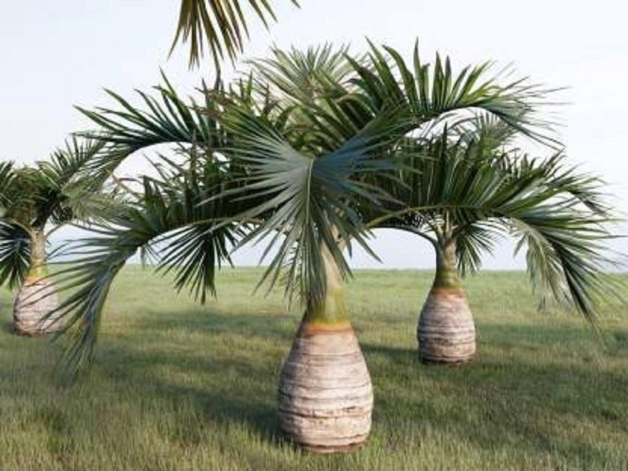 Bottle Palm Hyophorbe Lagenicaulis Rare 'plant' Seeds Spindle Palm ...