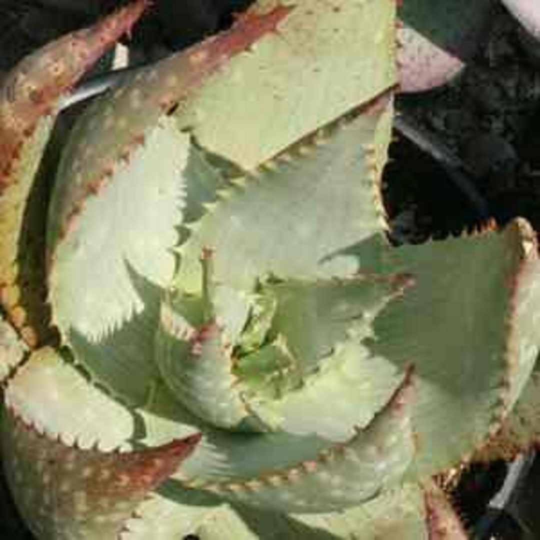 Sand Aloe - Aloe Hereroensis - Rare 'succulent Plant' Seeds - Coral ...