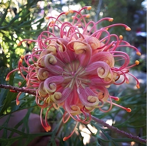 Buy Pink Spider Flower Grevillea Sp. Rare plant Seeds Pink Cleome Pink yellow Pink Spider Plant Spider Flower Pink Lace Flower Online in India Etsy