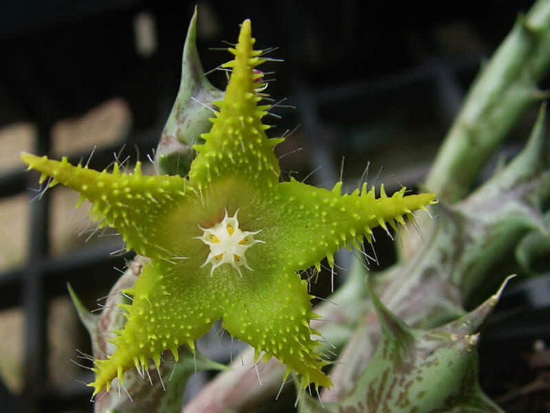 Dummer Star Flower - Orbea dummeri - Seltene Kaktussamen - Dummers Star ...