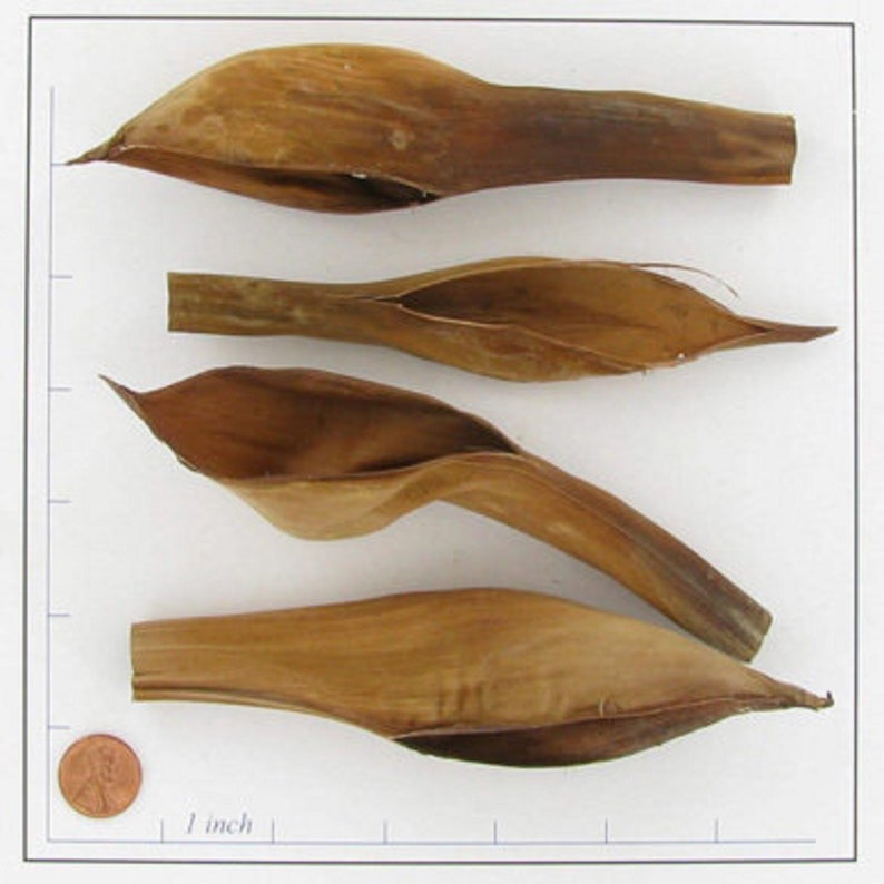 Atap Palm Nipa Palm Nypa Fruticans Unique and Stunning - Etsy