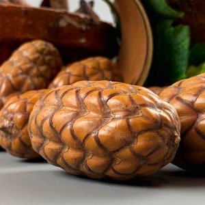 Dragon Egg Pods - Uxi Pods - Terrarium, Vivarium and Paludarium Decor ...