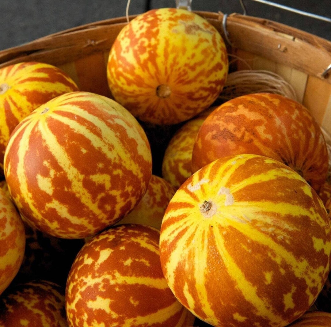 Tiger Melon or Tigger Melon - Cucumis Melo - Rare 'fruit' Seeds ...