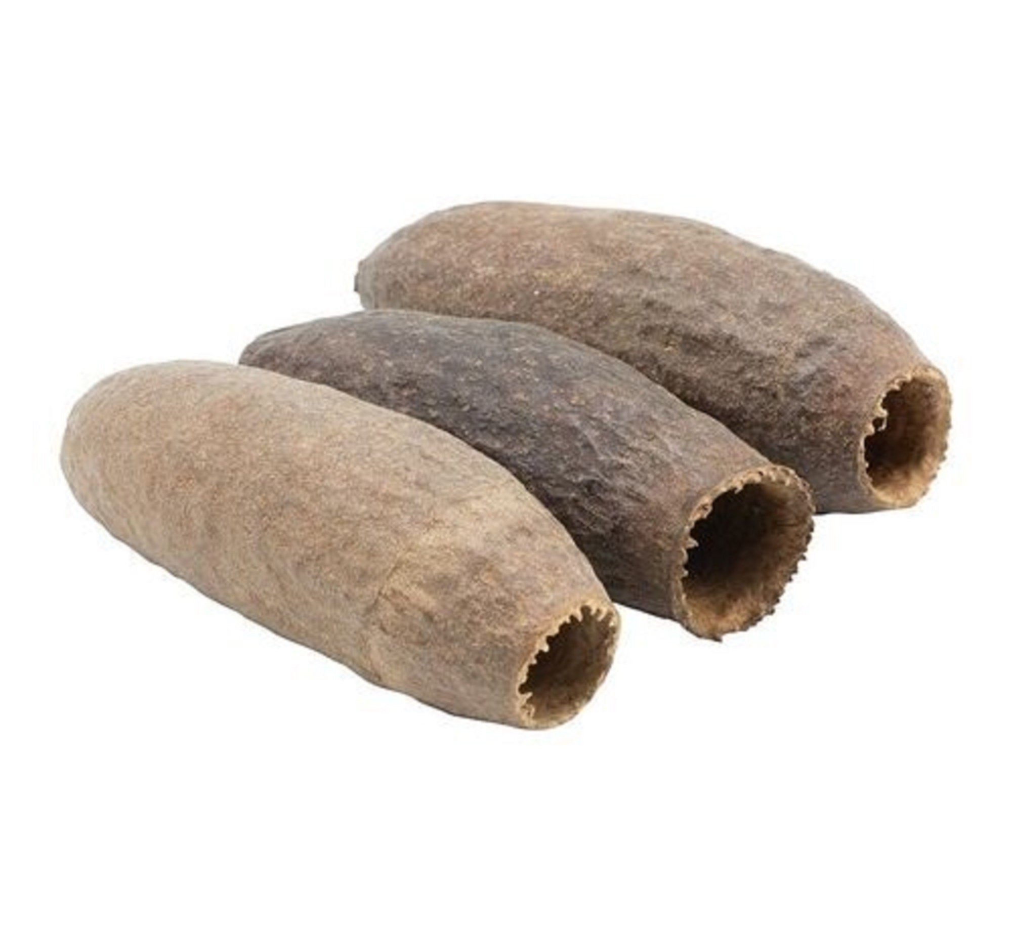 Savu Trumpet Pod Jequitiba Pod Cariniana Estrellensis Aquatic Botanical ...