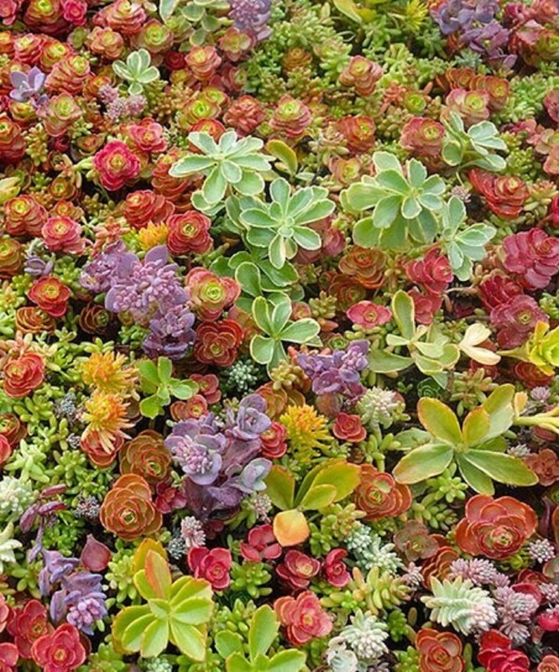Mixed Sedum - Sedum spp. - Seltene 'Sukkulenten' Samen - Fetthenne ...