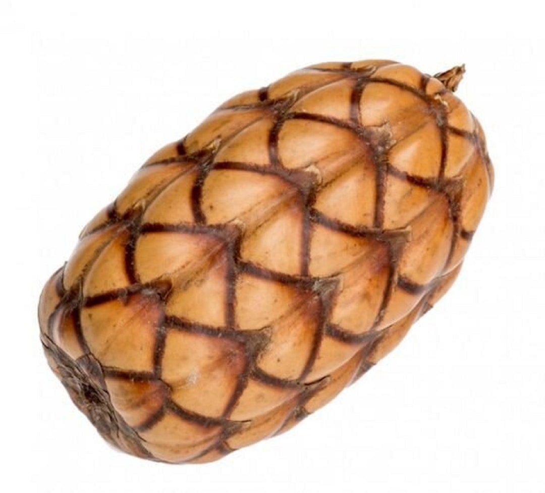 Uxi Nut - Grain of the Uxi Nut - Coco Orinocensis - Brazil Origin ...