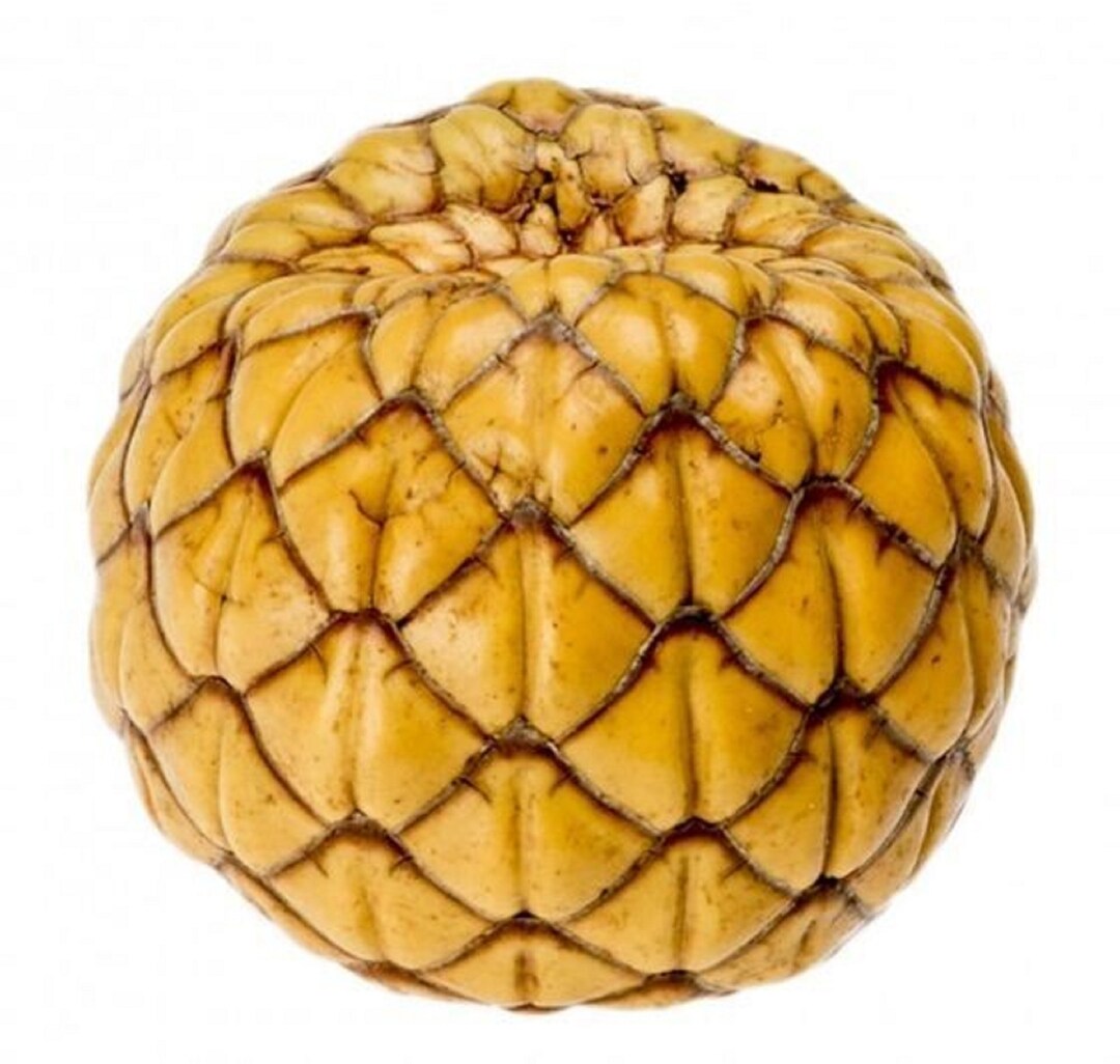 Rambia Pod - Metroxylon Warburgii - Shell Resembles Snakes Skin ...