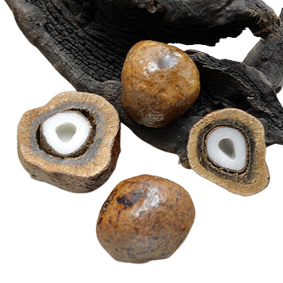 Coconut Geode - Palm Fruit Halves With Seeds - Nature Decor - Etsy