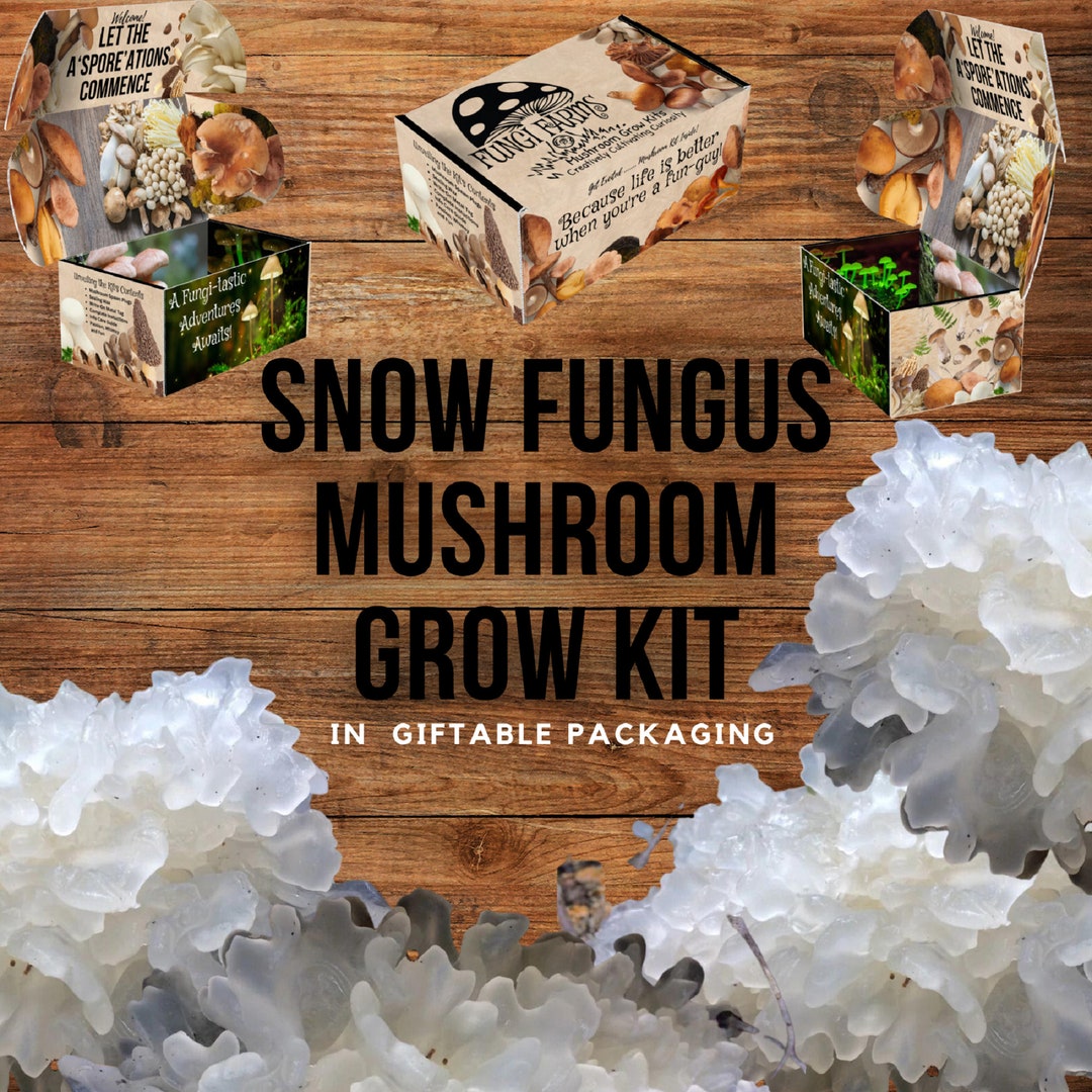 Snow Fungus Mushroom Growing Kit - Tremella Fuciformis - DIY Spawn ...