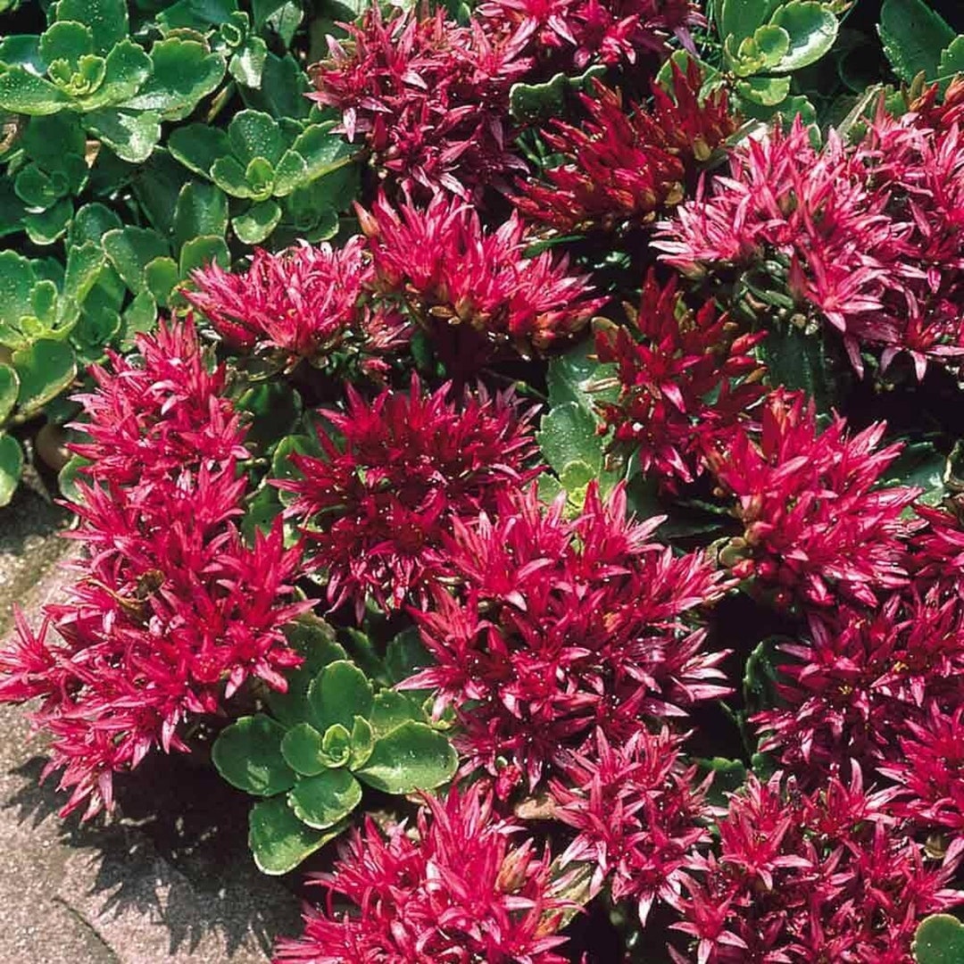 Summer Glory Sedum - Sedum Spurium - Rare 'plant' Seeds - Two Row ...