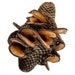 Brachy Pod Brachychiton Populneus Tree Seed Pods Terrarium and Vivarium ...