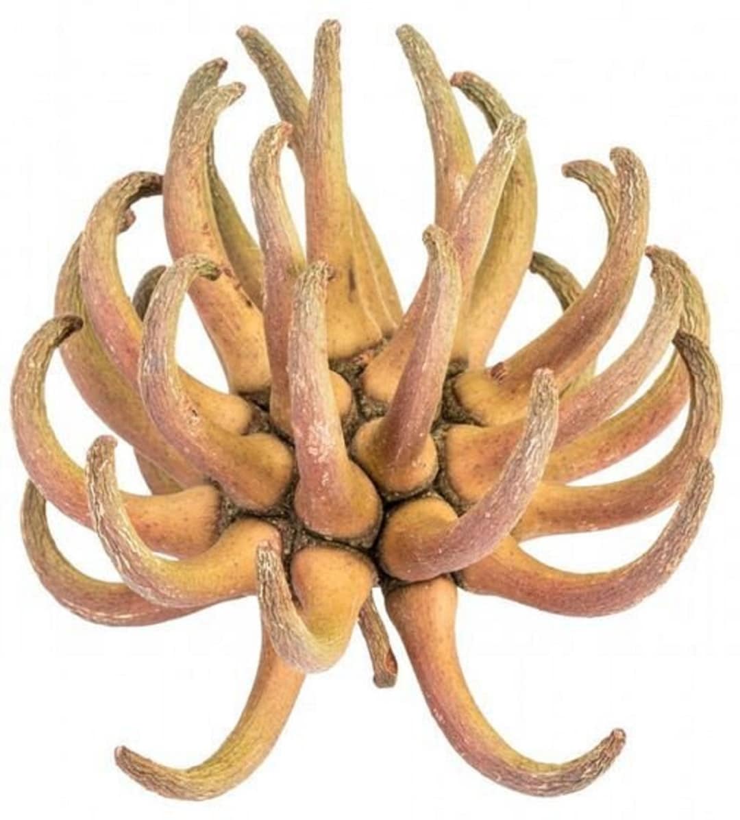 Spidergum Pods - Exotic Eucalyptus Fruit - Spidergum Claw - Used for ...