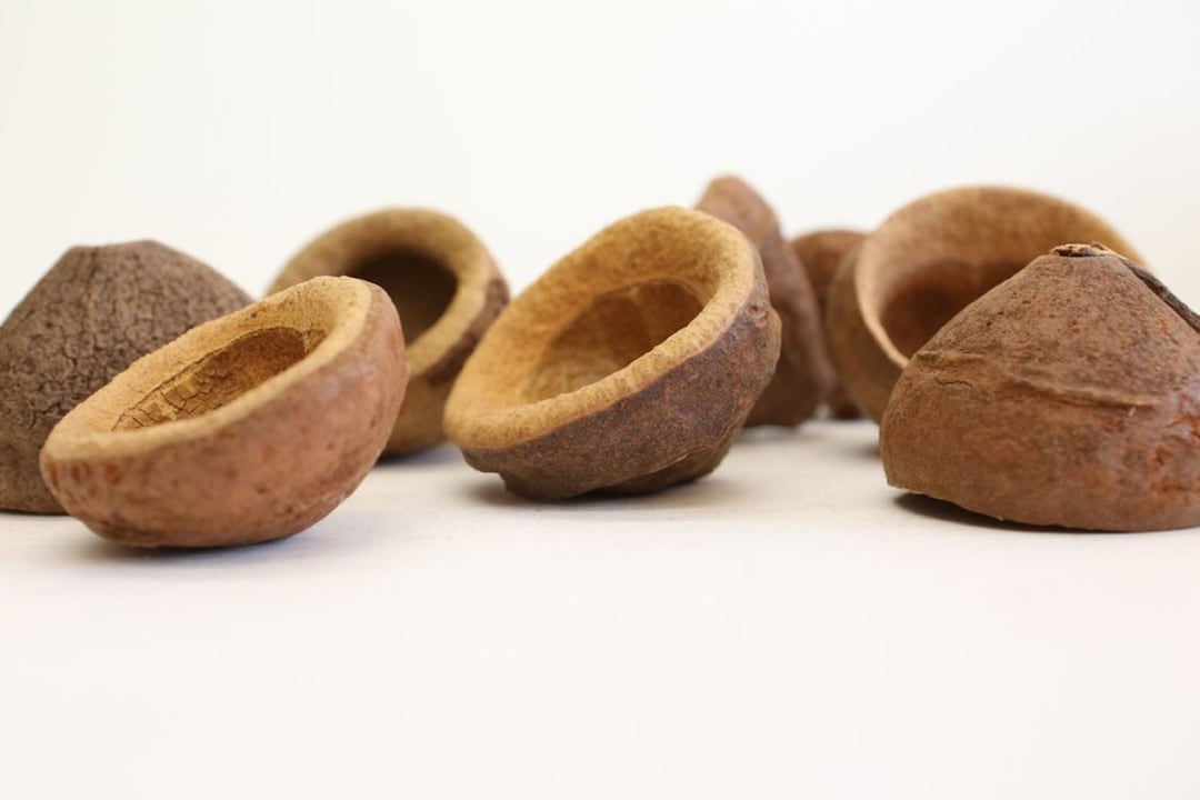 Monkey Pod - Paradise Nut Pod Top - Lay Box and Moist Hide for Reptile ...