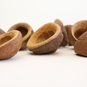 Monkey Pod - Paradise Nut Pod Top - Lay Box and Moist Hide for Reptile ...